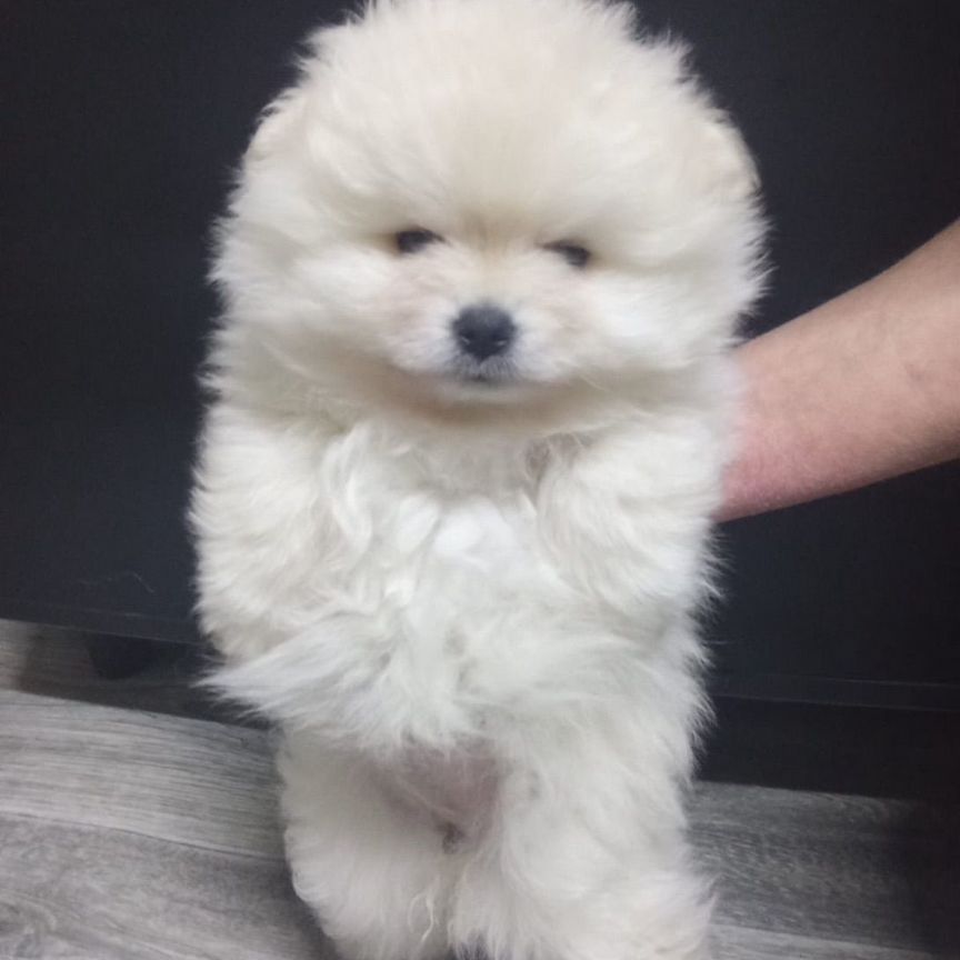 Малыши немецкие шпицы