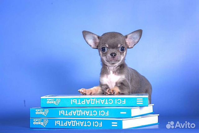 Щенки чихуахуа разных окрасов