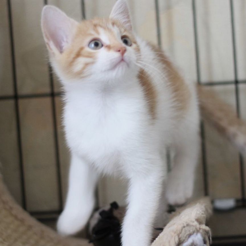 Котенок в добрые руки