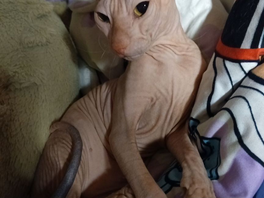 Сфинкс