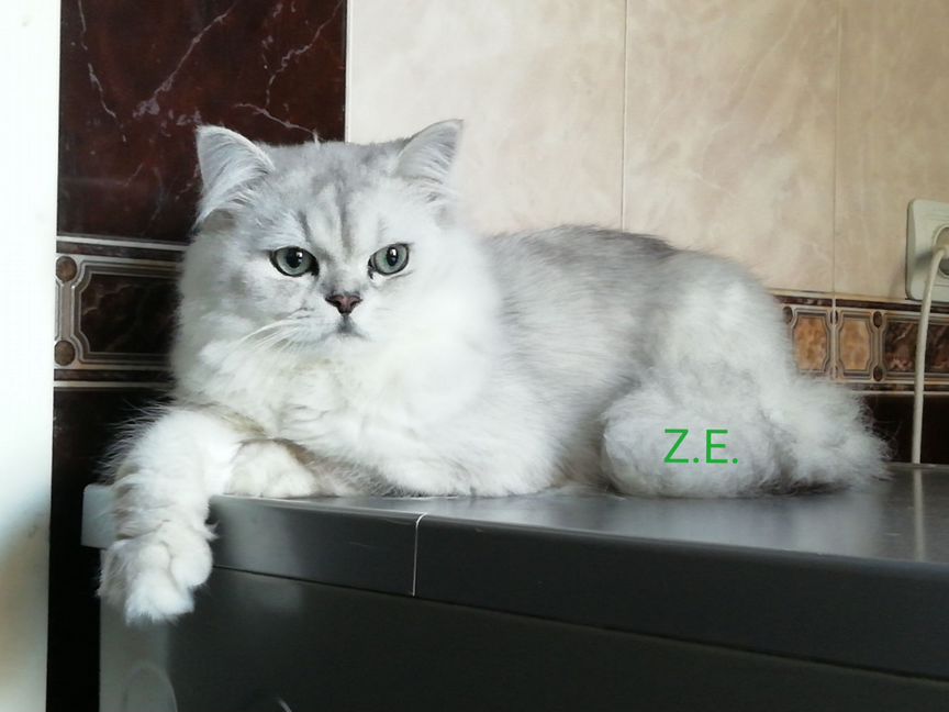 Котик на вязку