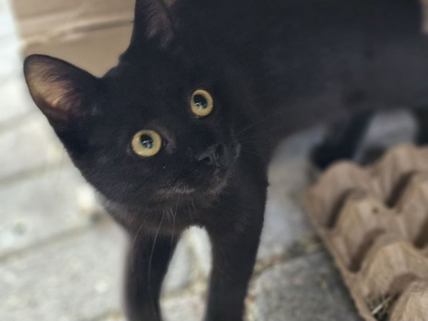 Котенок в дар