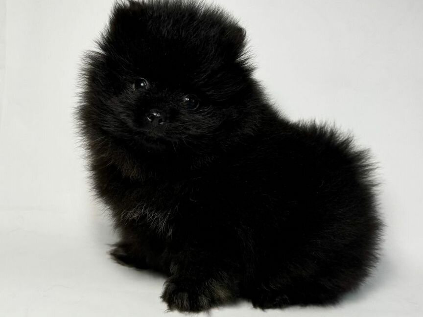Померанский шпиц