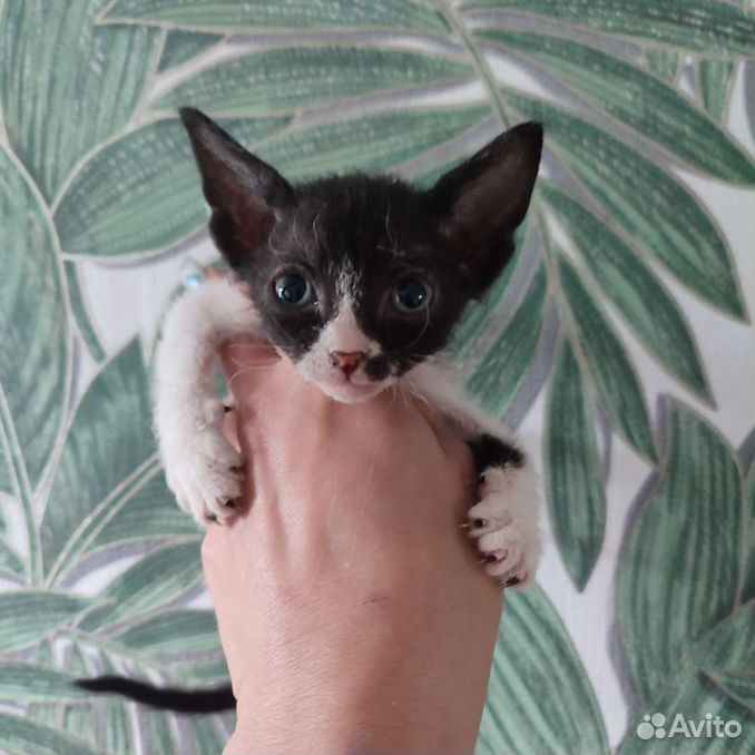Котята девон-рекс