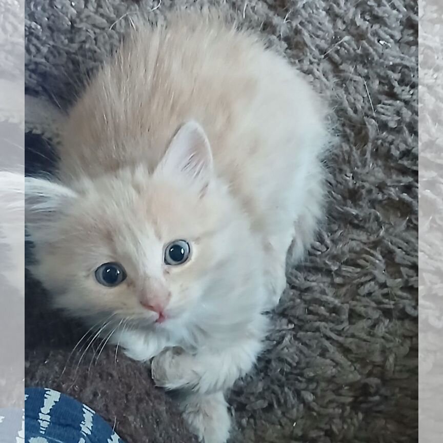 Сибирский котёнок