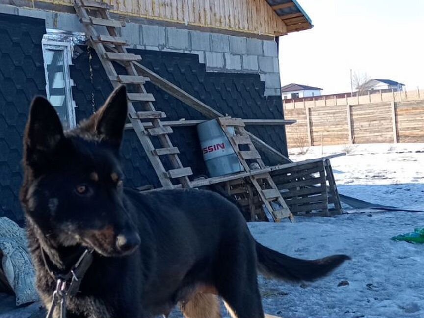 Собака в добрые руки отдам бесплатно