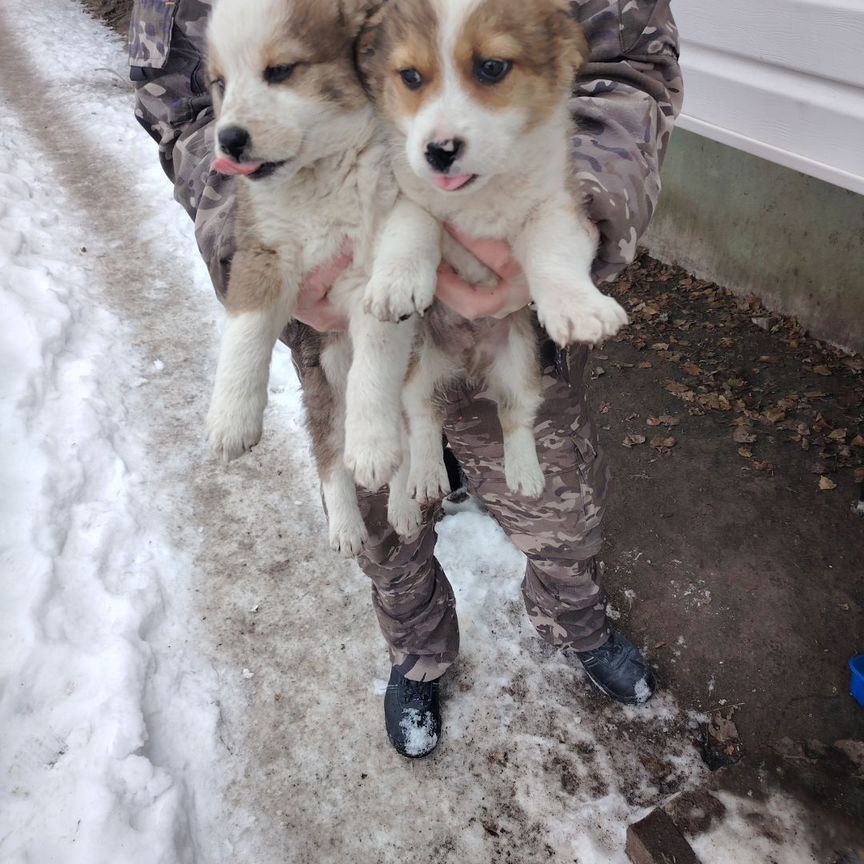 Щенки от маленькой собачки