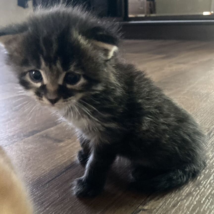 Мейн-кун котёнок