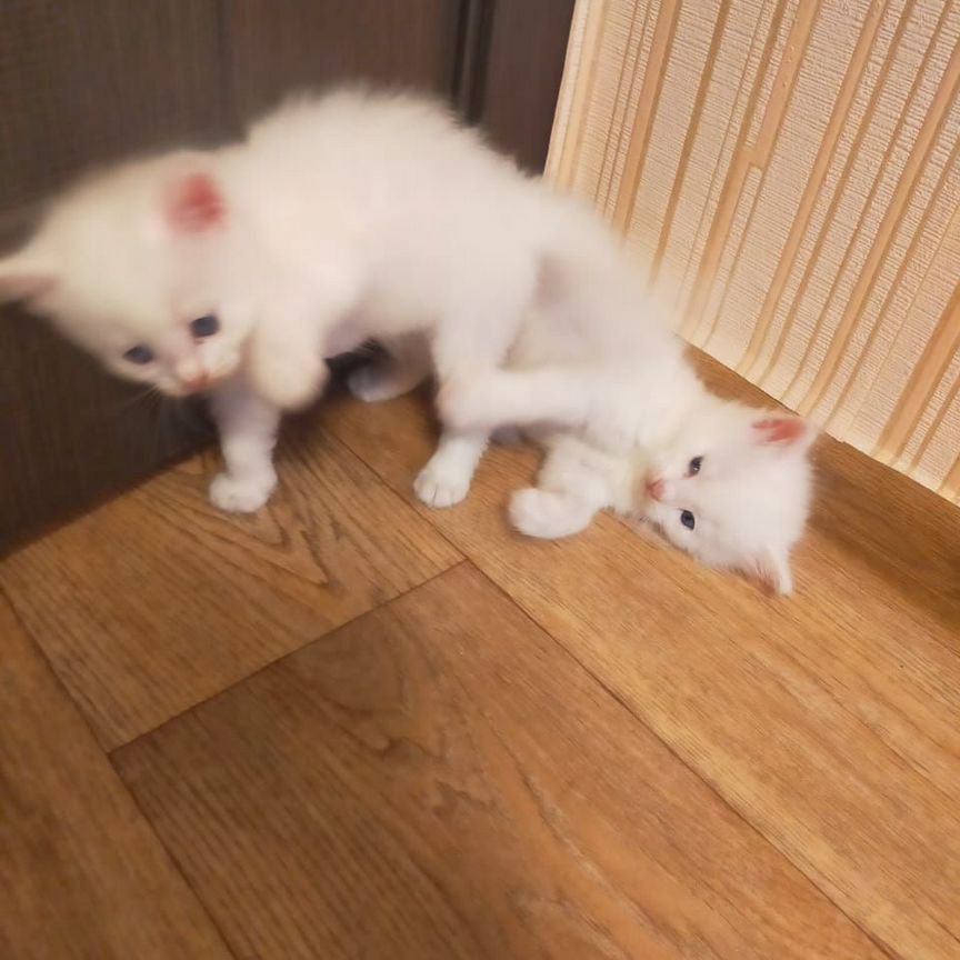 Котята