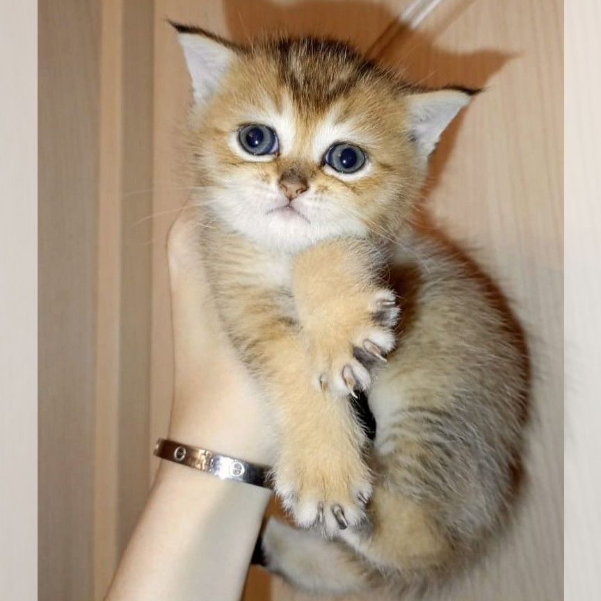 Шотландские прямоухие плюшки