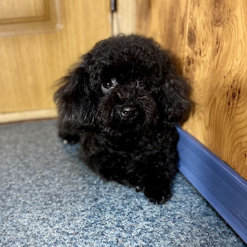 Той-пудель девочка