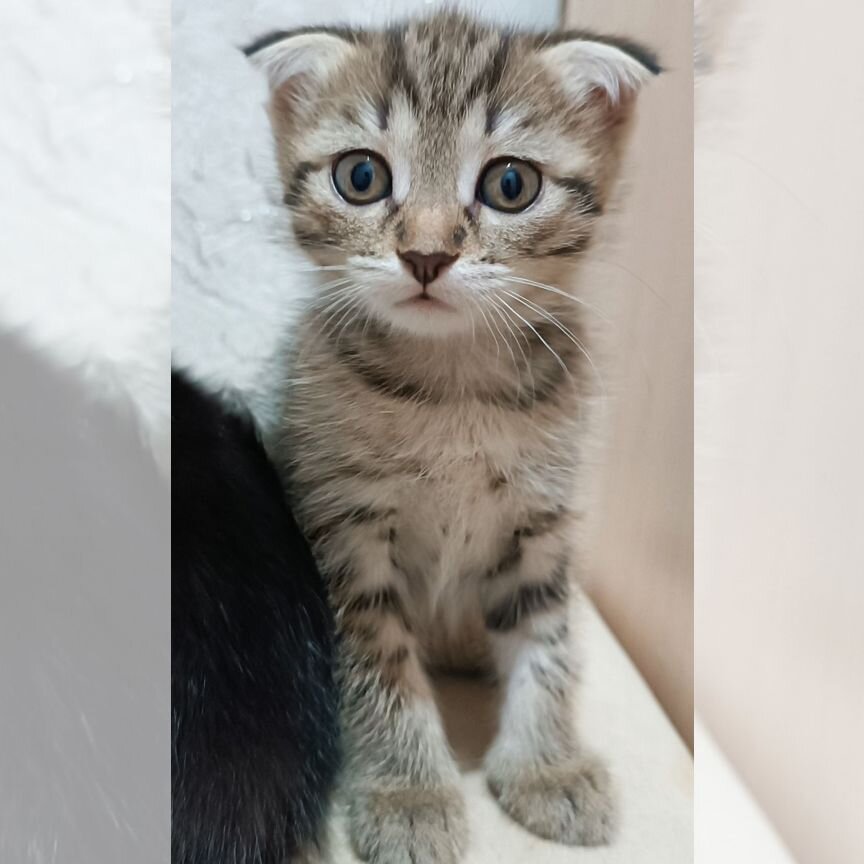 Котята