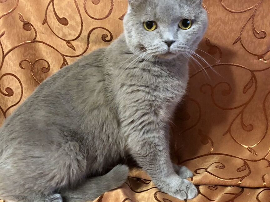 Кошечка в добрые ручки