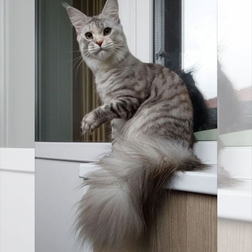 Котята мейн-кун