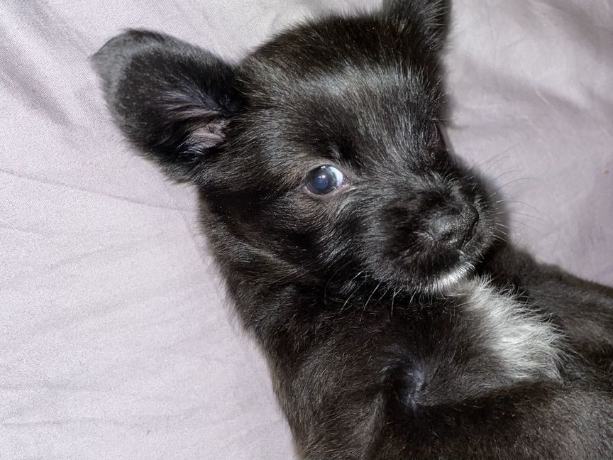 Щенки скотч терьера