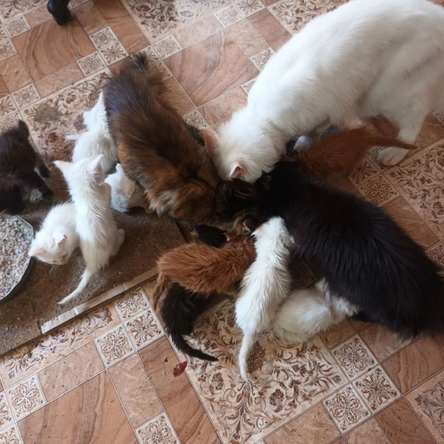 Продаются котята мейн-кун