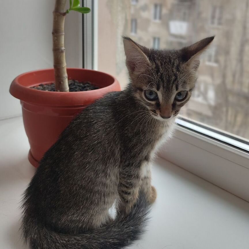 Котёнок в добрые руки