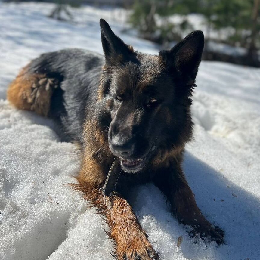 Немецкая овчарка, взрослая собака