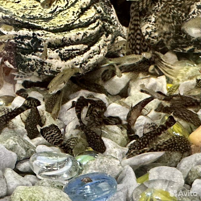 Сомики вуалевые