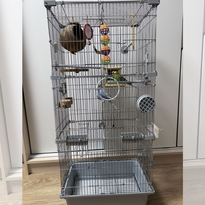 Волнистые попугаи в большой клетке