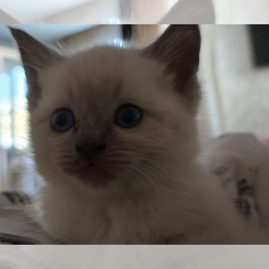 Котёнок от частного владельца