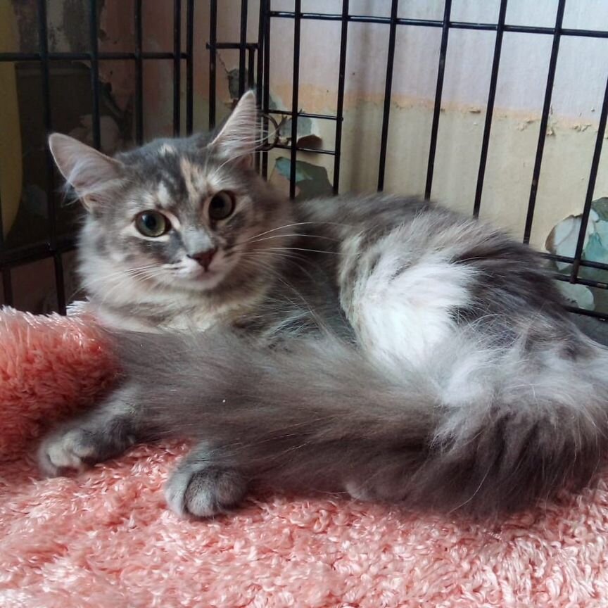 Нежная Шанель