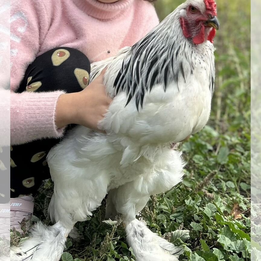 Петух колумбийская брама