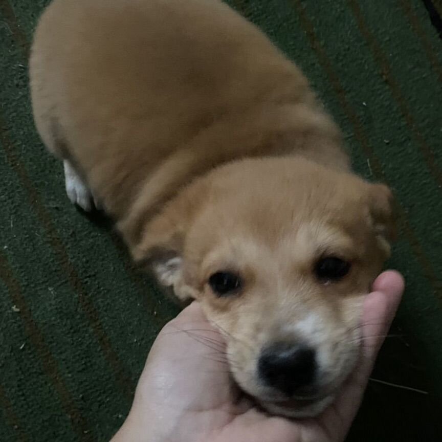 Нашла щенка, ищет новых заботливых хозяев