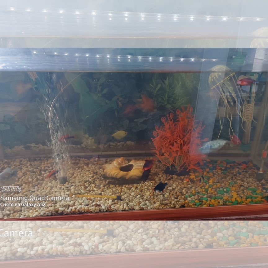 Аквариумные рыбки сомики