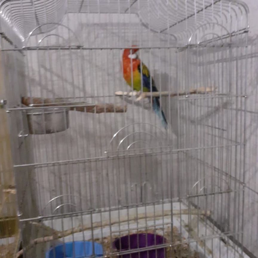 Попугай розелла