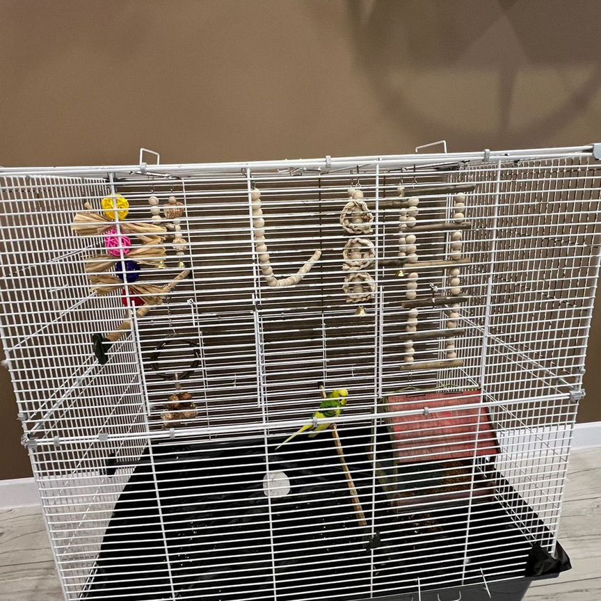 Волнистые попугаи с клеткой