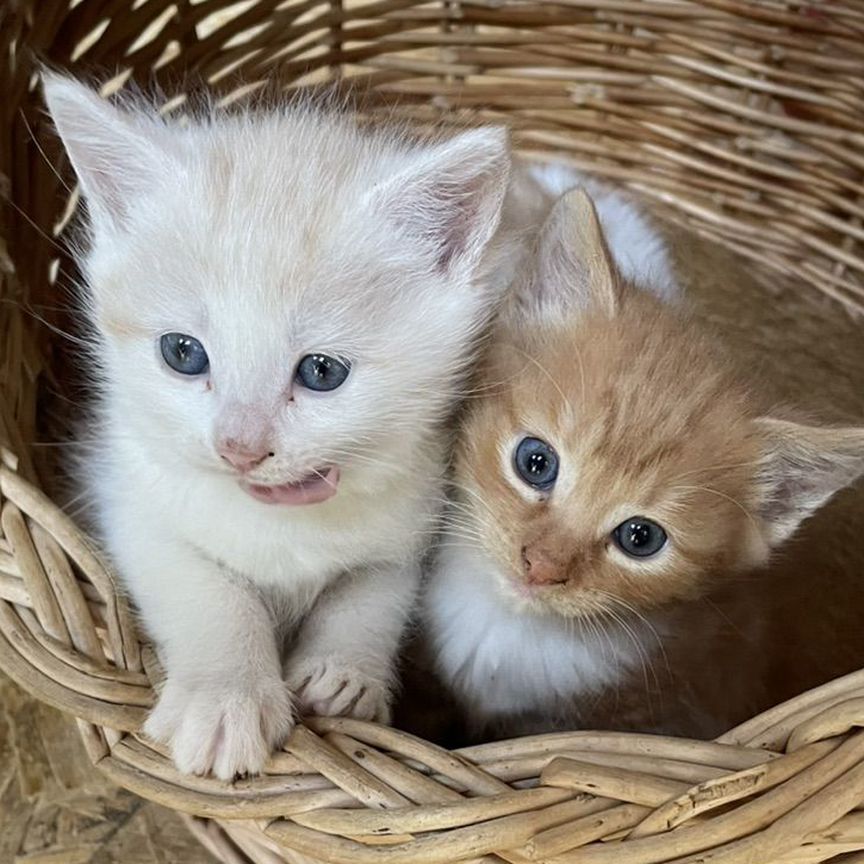 Котята в добрые и заботливые руки