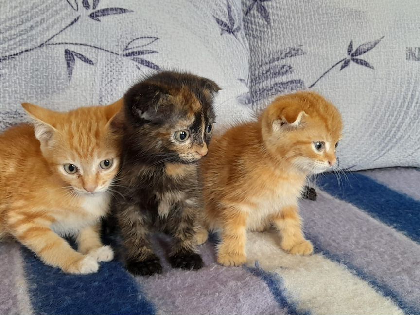 Котята