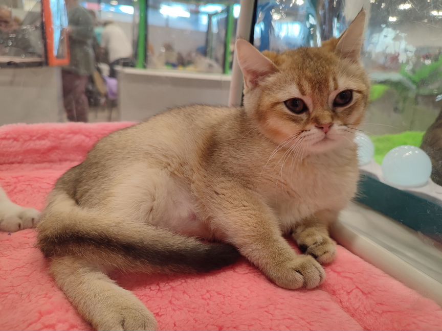 Шотландские котята скотиш страйт