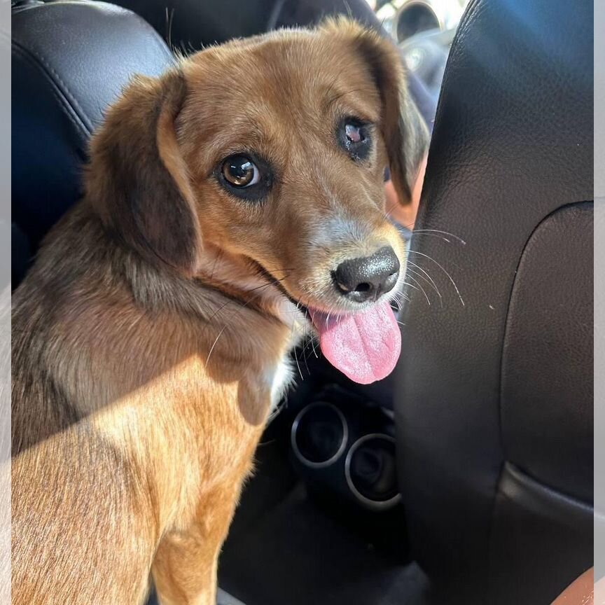 Взрослая собака в добрые руки