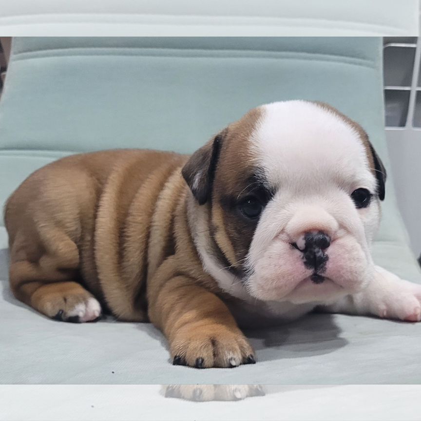 Английский бульдог, щенок