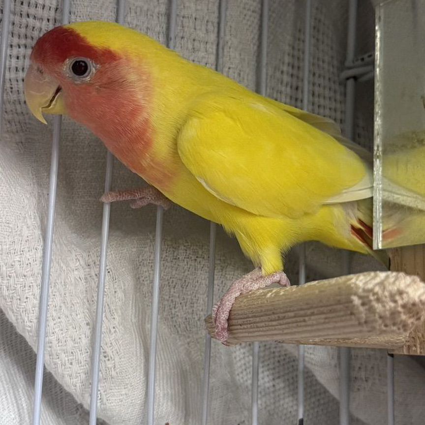 Попугай неразлучник девочка