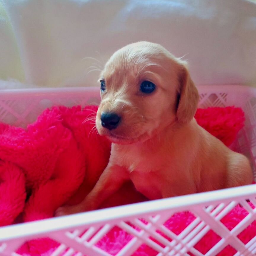 Миниатюрная девочка в дар