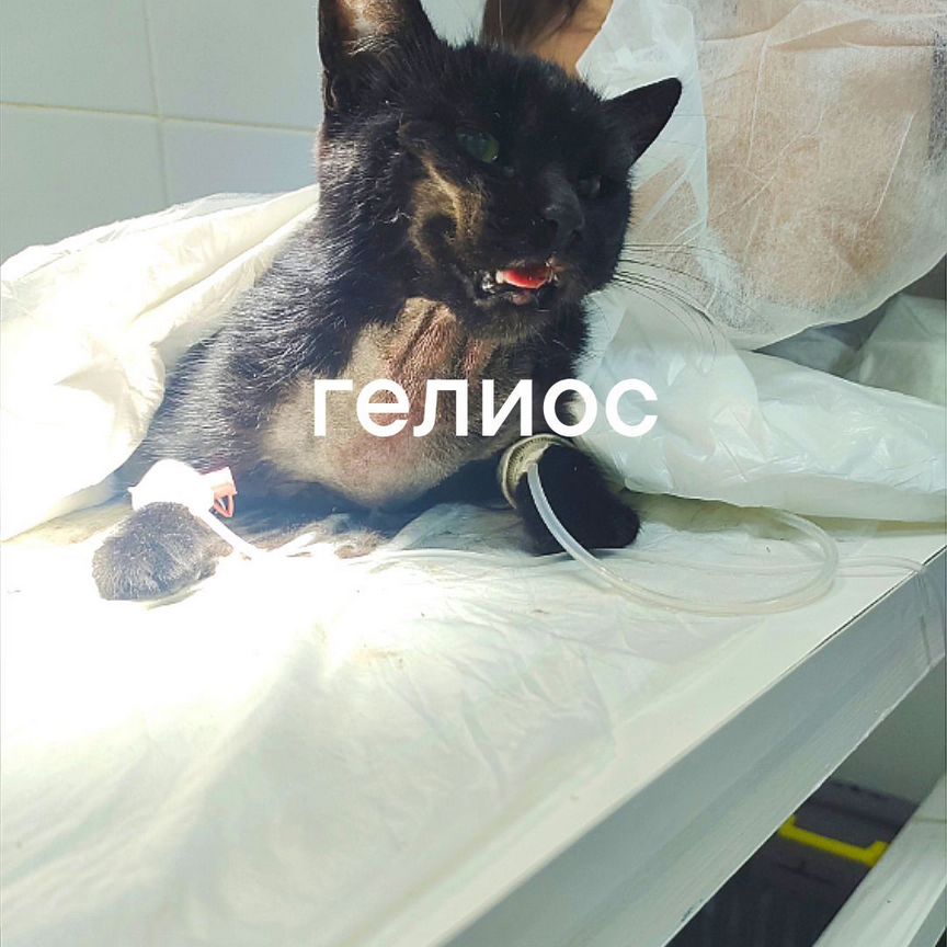 Кошка