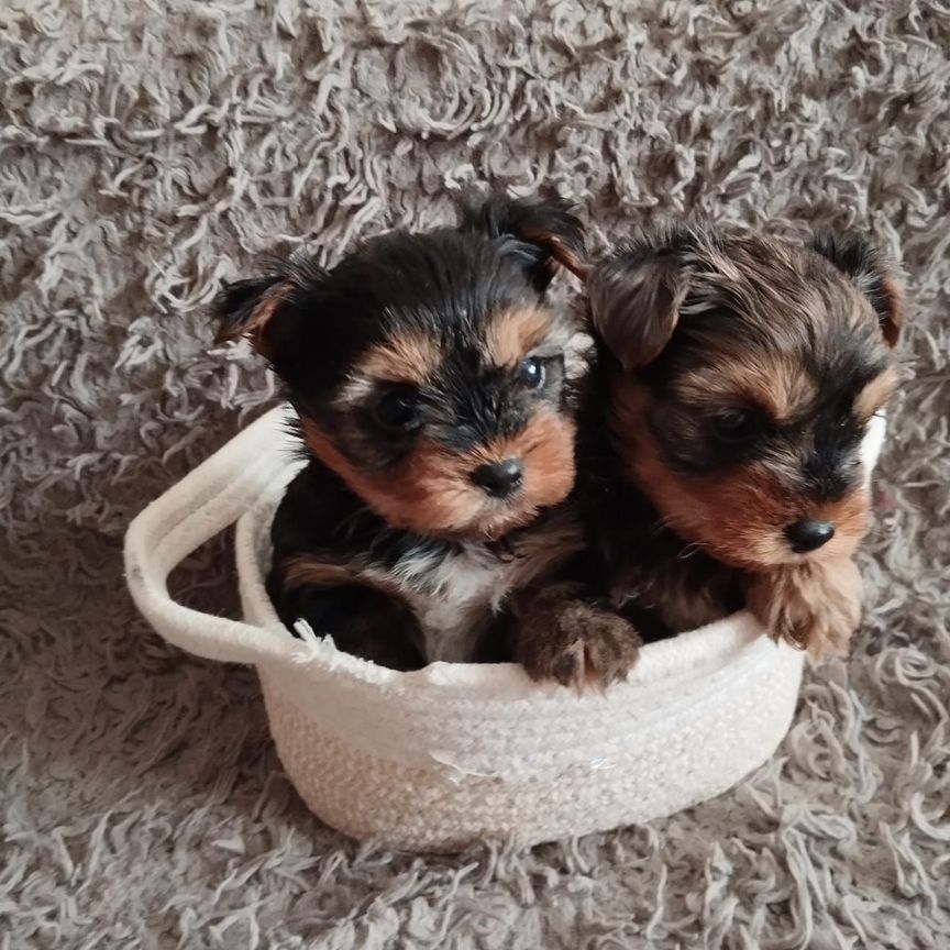 Йоркширский терьер