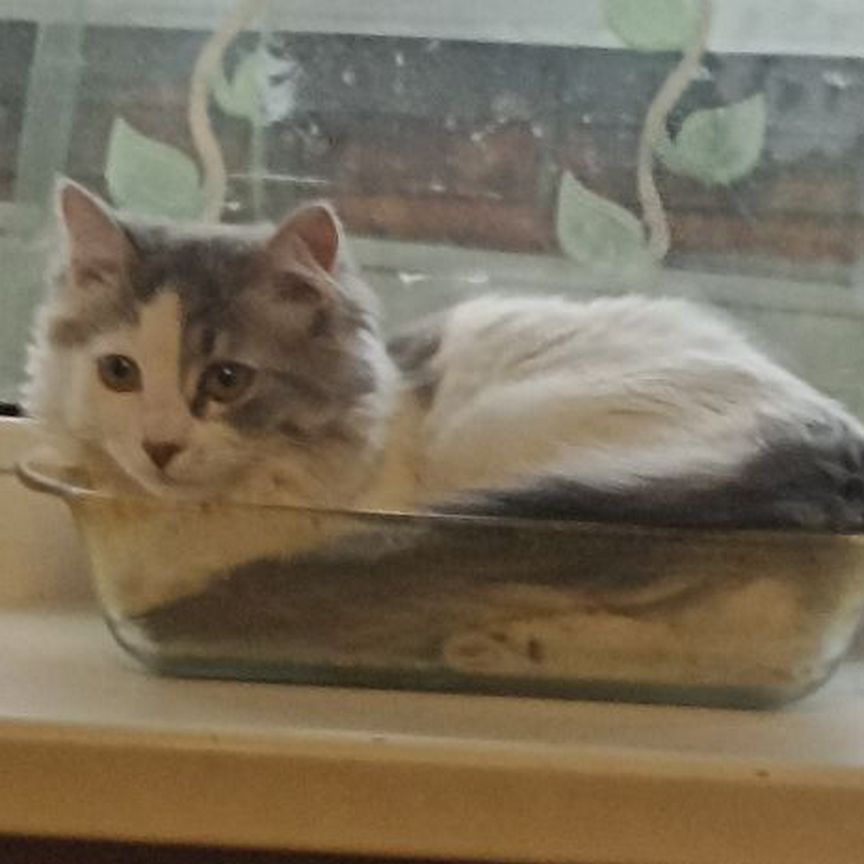 Алтайский котёнок