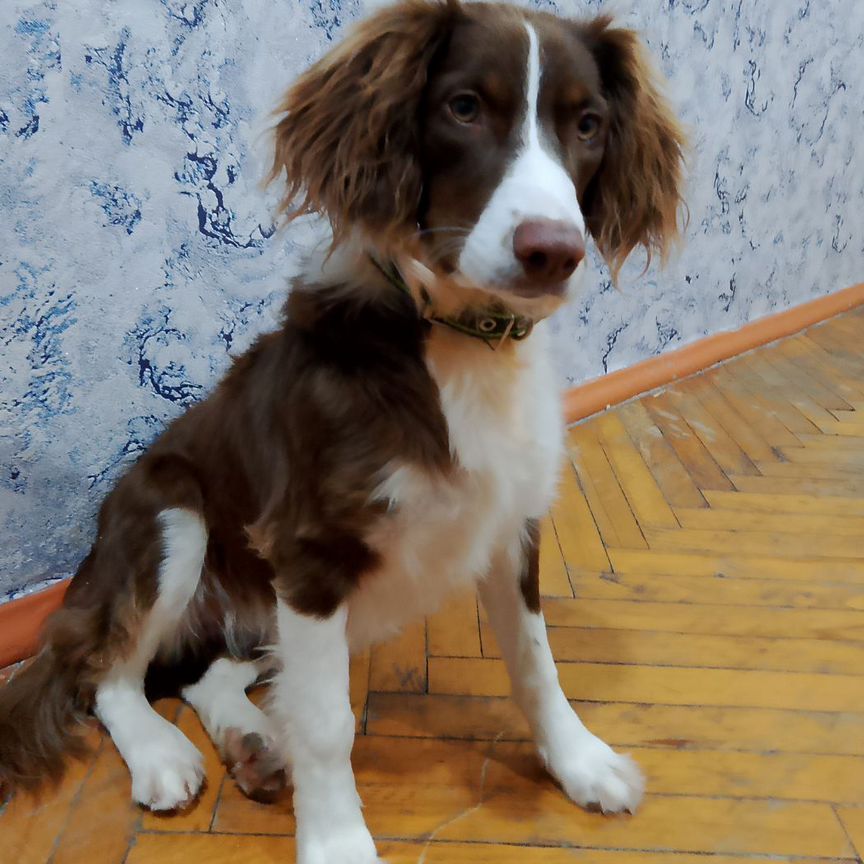 Ущем жениха для связки. Спрингер- Спаниэль