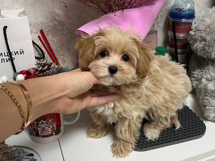 Мальтипу ф1 микро мальчик кукленыш