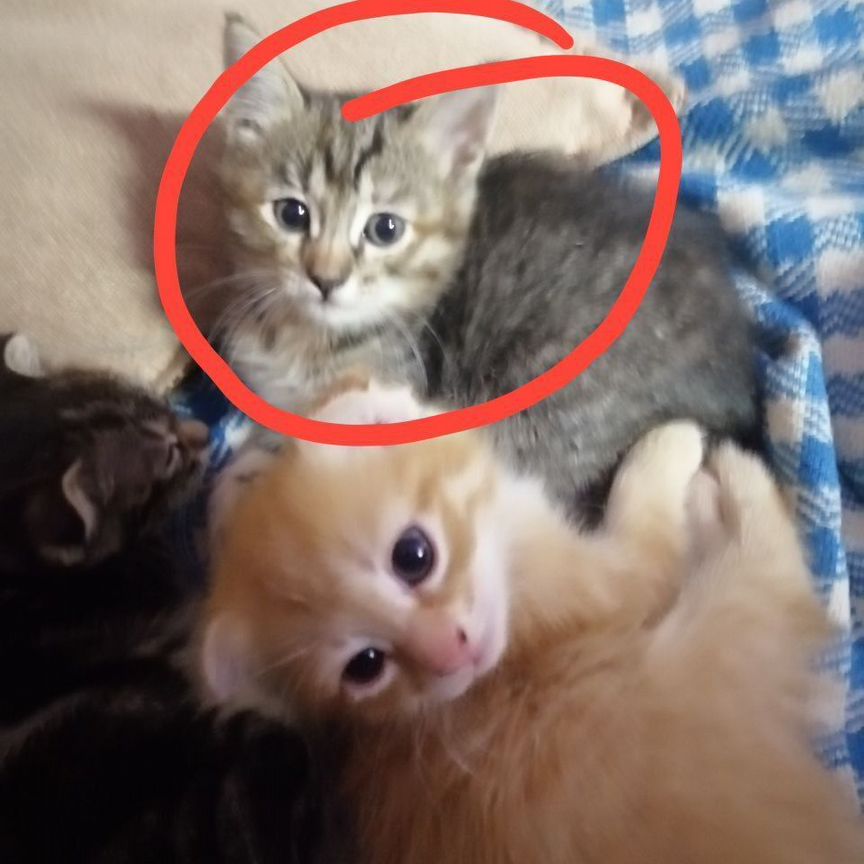 Кошечка