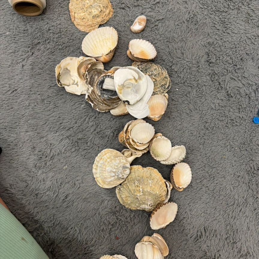 Ракушки морские большые
