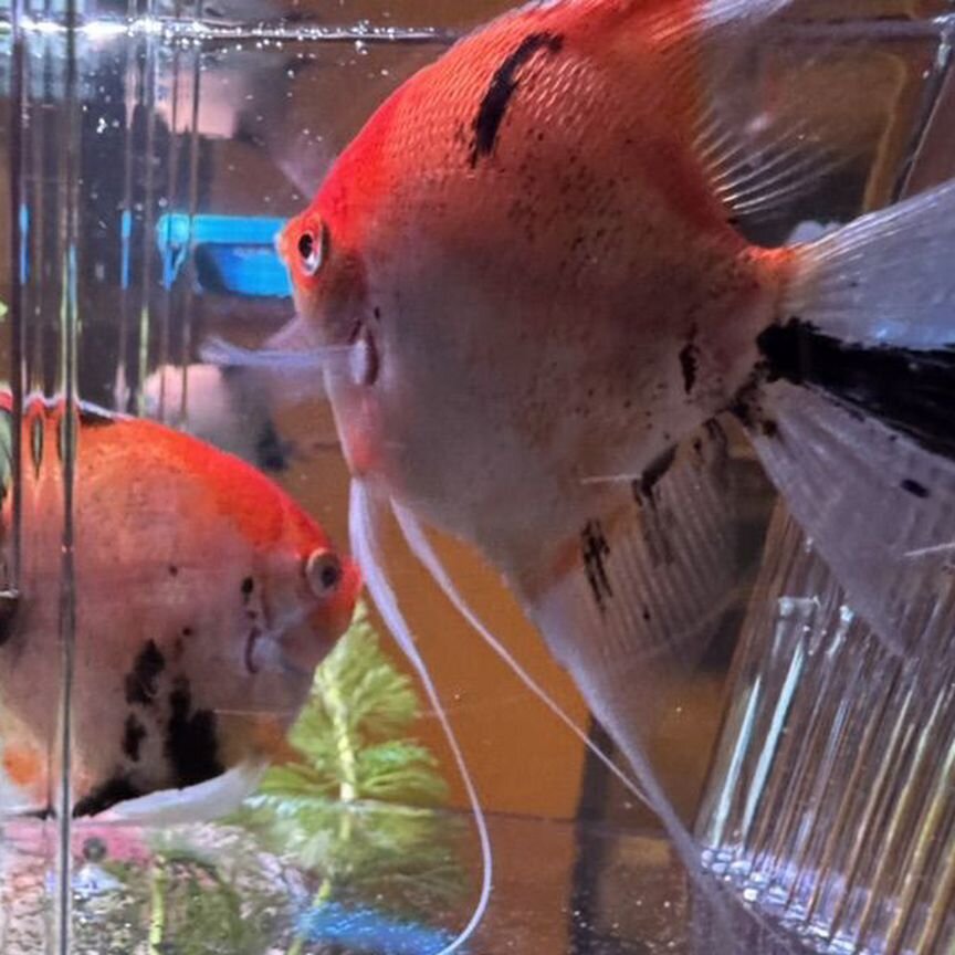 Скалярии подросшие