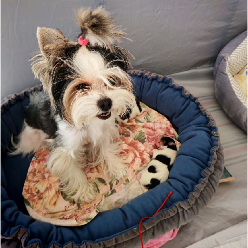 Йоркширский терьер, щенок