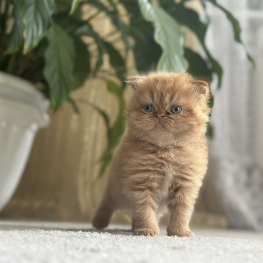 Мимимишка