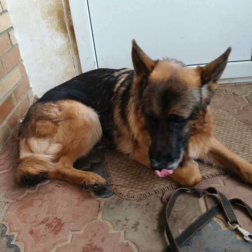 Немецкая овчарка, взрослый пёс