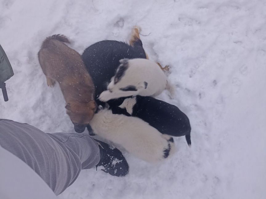 Щенки в добрые руки отдам бесплатно